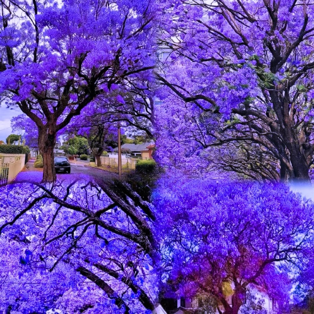 Live Jacaranda Tree, 4-6'' Tall, Fragrant Purple Blooms, Outdoor ...