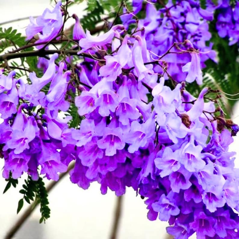 Live Jacaranda Tree, 8-10'' Tall, Fragrant Purple Blooms, Outdoor ...