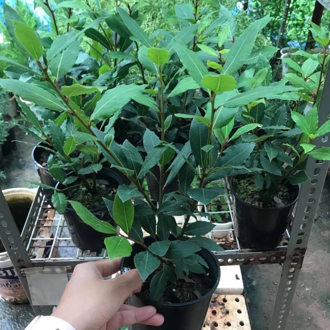 Bay Leaf Laurel Tree in Pot, 7 Inches Tall, Bay Laurus Nobilis Plant ...