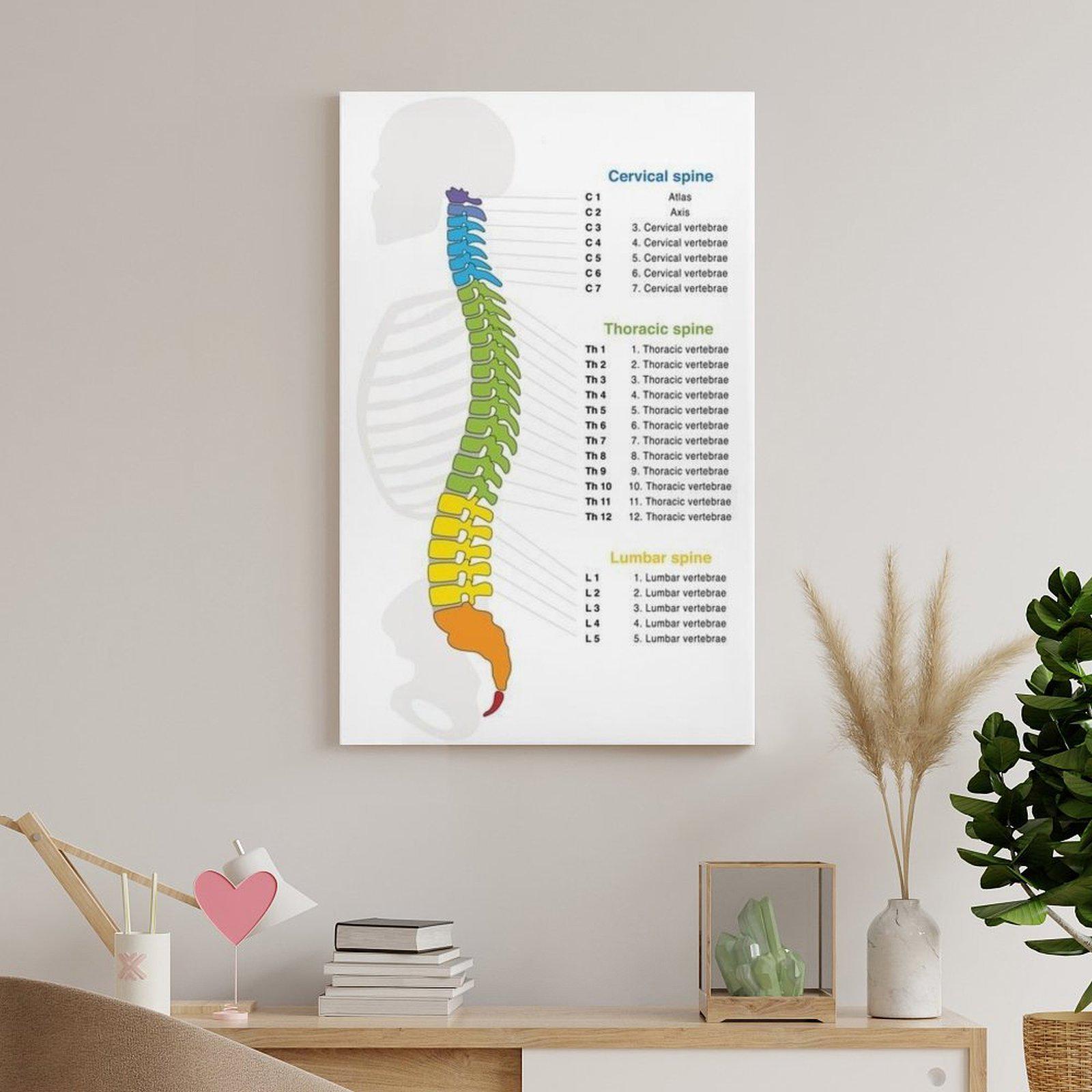 Human Spine Structure Canvas Print, Anatomy Art, Medical Decor - Etsy
