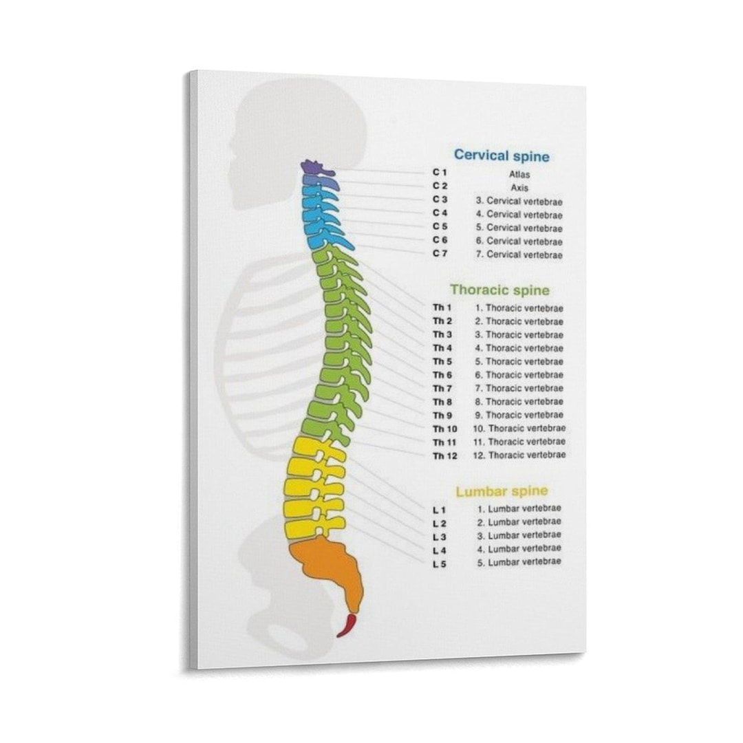 Human Spine Structure Canvas Print, Anatomy Art, Medical Decor - Etsy
