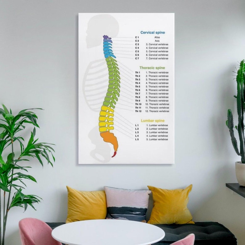 Human Spine Structure Canvas Print, Anatomy Art, Medical Decor - Etsy