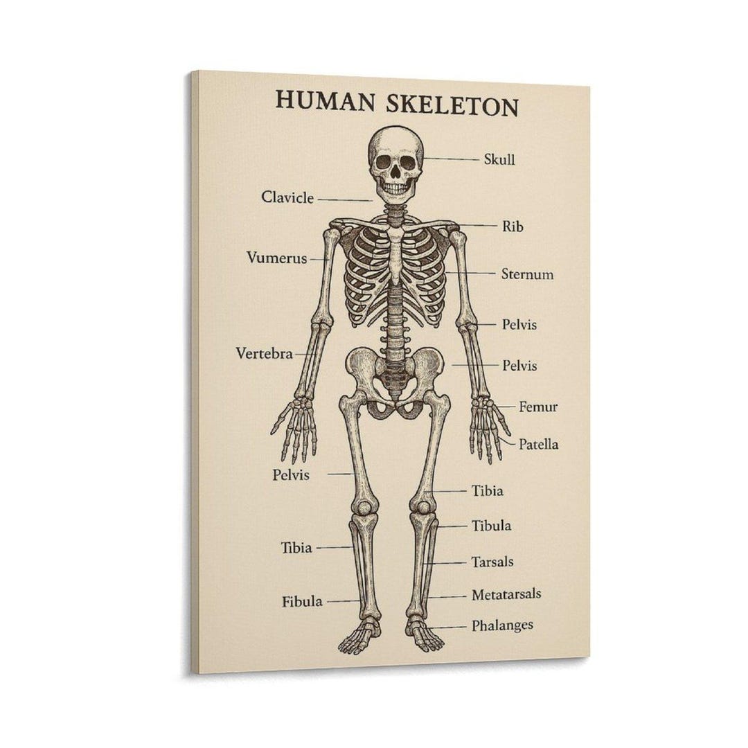 Retro Human Skeleton Diagram, Anatomy Canvas Print - Etsy
