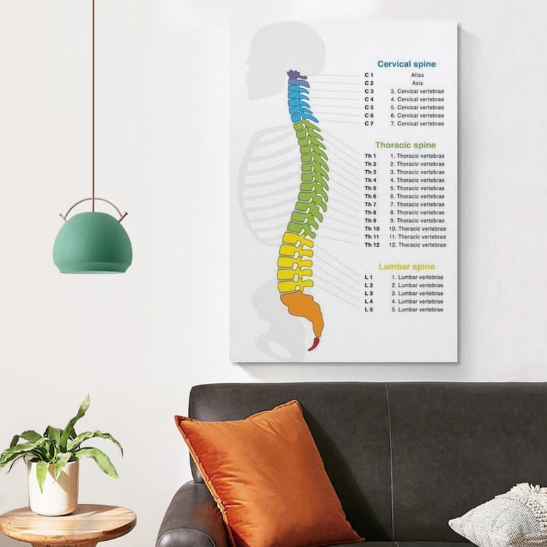 Human Spine Structure Canvas Print, Anatomy Art, Medical Decor - Etsy