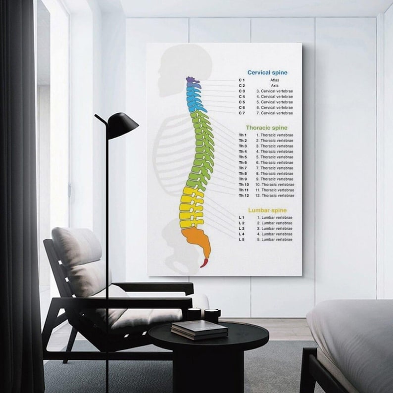 Human Spine Structure Canvas Print, Anatomy Art, Medical Decor - Etsy