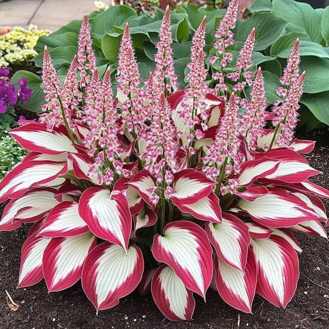 320+ Rare Hosta Seeds – Perennial Shade Garden Flowers, Non-gmo ...
