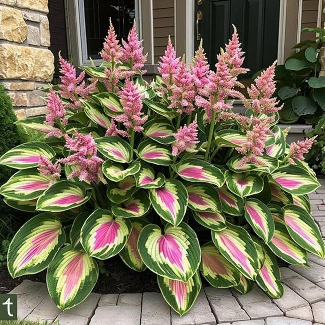 250+ Rare Shade Hosta Seeds for Planting – Heirloom Perennials - Etsy