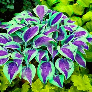 285+ Mixed Hosta Seeds – Cold Hardy Shade Plants for Outdoors - Etsy