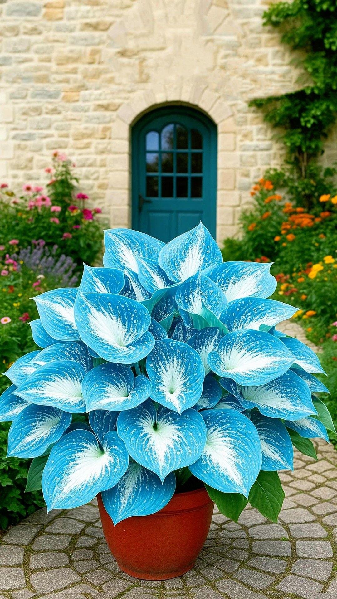 285+ Midnight Blue Hosta Seeds – Rare Perennial Shade Plants, Non-gmo ...