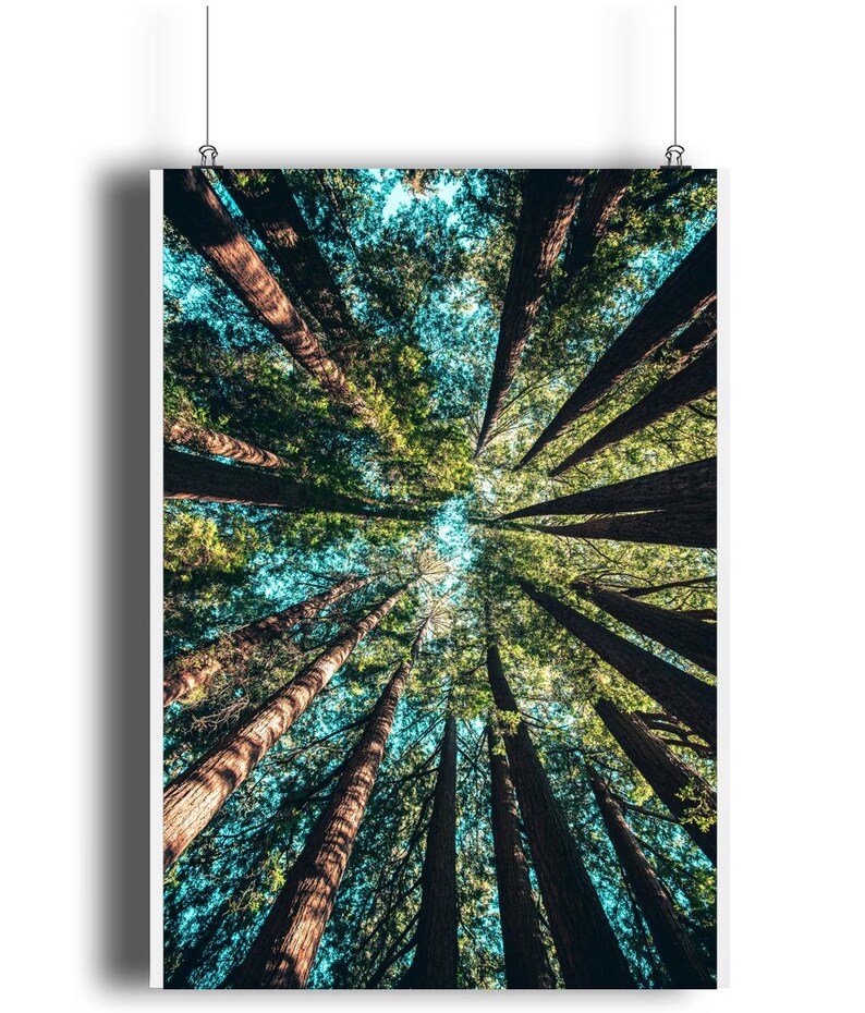 Woodland Trees Poster, Sustainable Paper - Unframed - Etsy