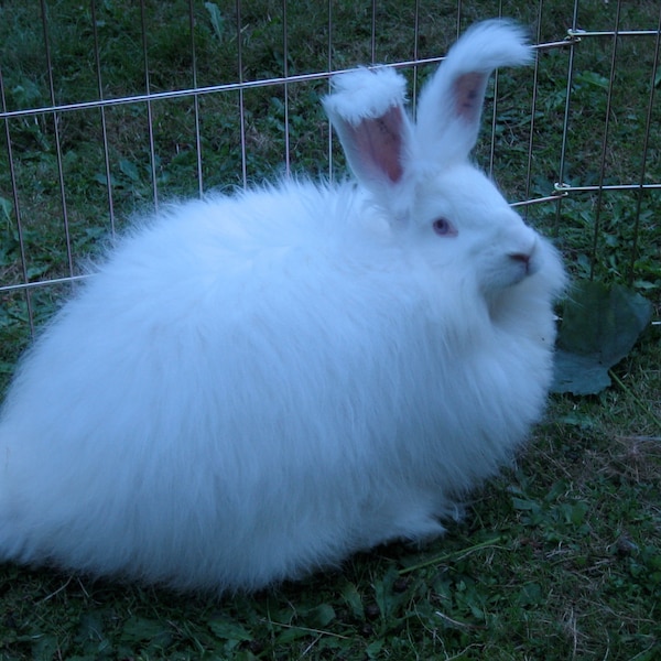 Angora Fiber - Etsy