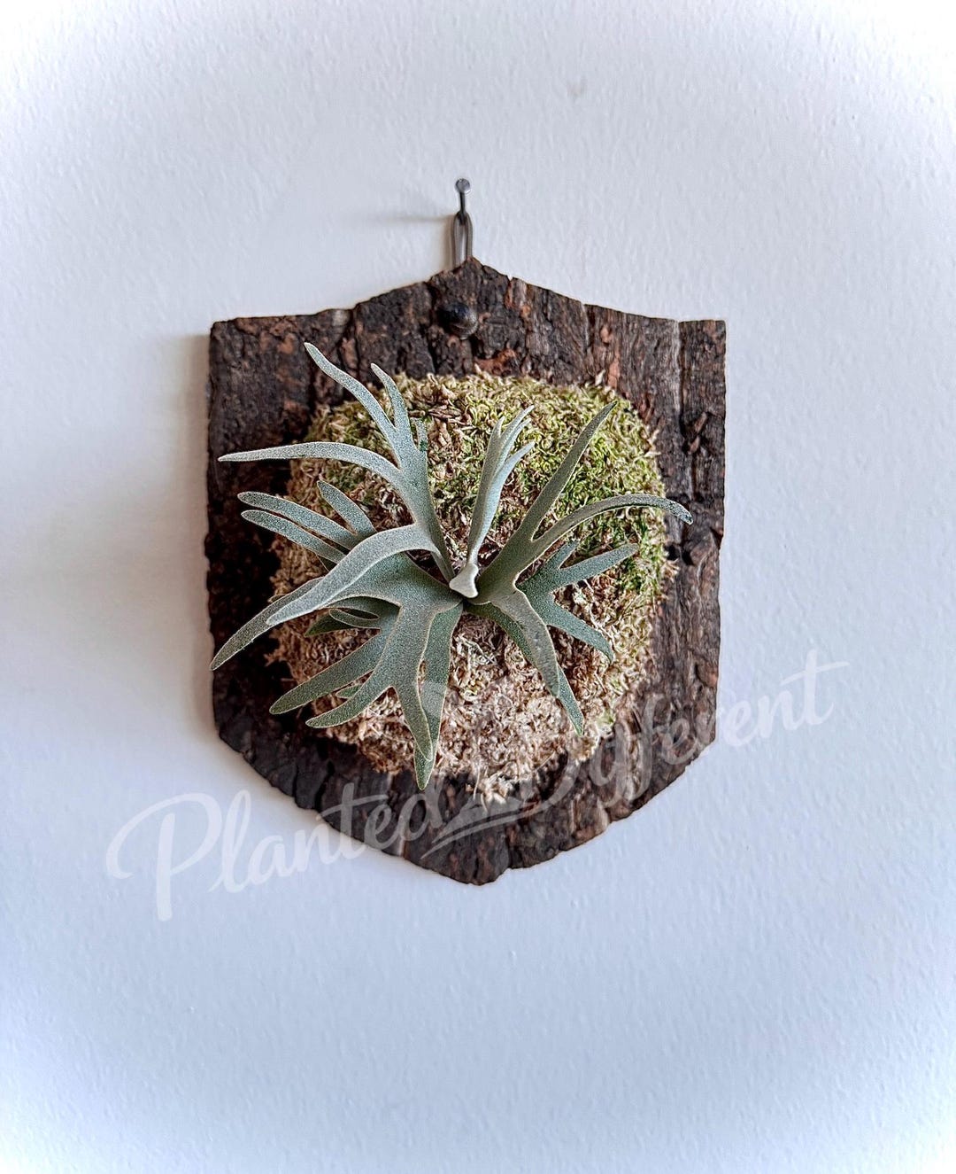 Extra-large Cork Mount for Platycerium and Staghorn Fern (metal-free ...