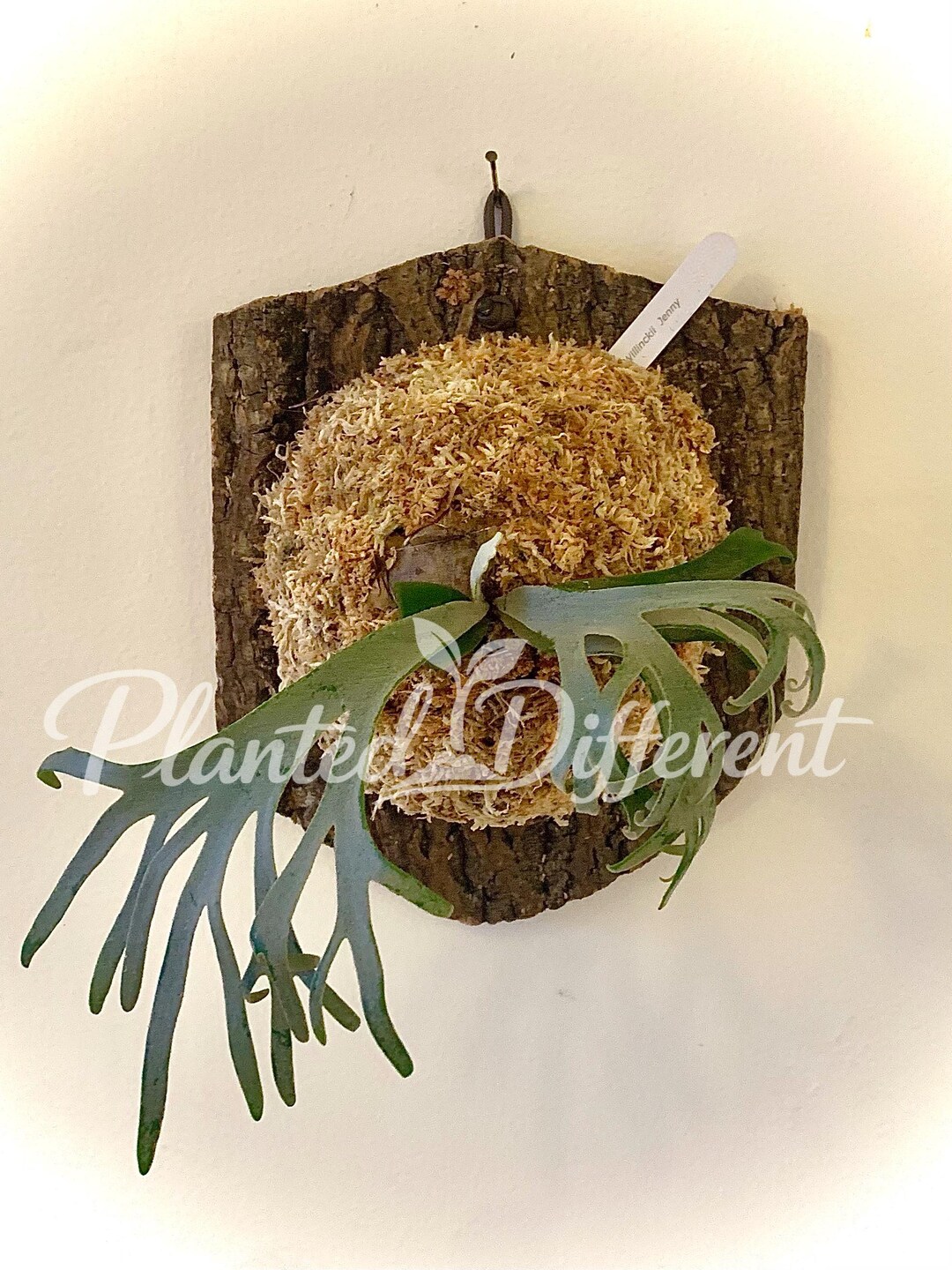 Staghorn Fern Cork Mount (metal-free) - 8.25"x10" - Original Size - Etsy