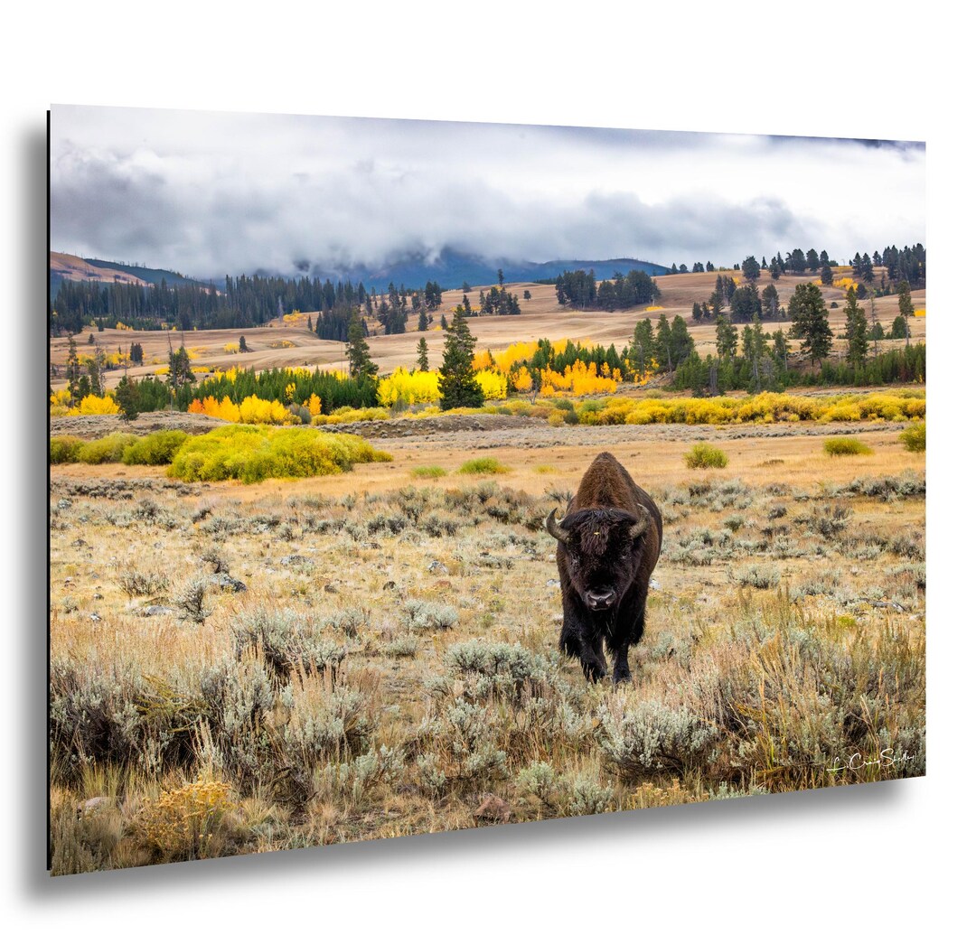 Yellowstone Bison Photo Fall Colors Landscape Print American Buffalo ...