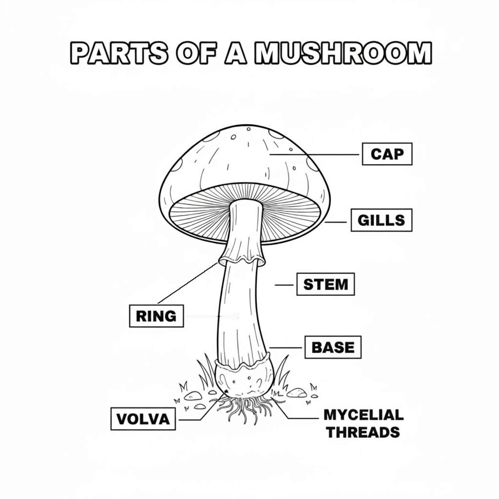 Learn About Mushrooms Facts and Coloring Book - Etsy