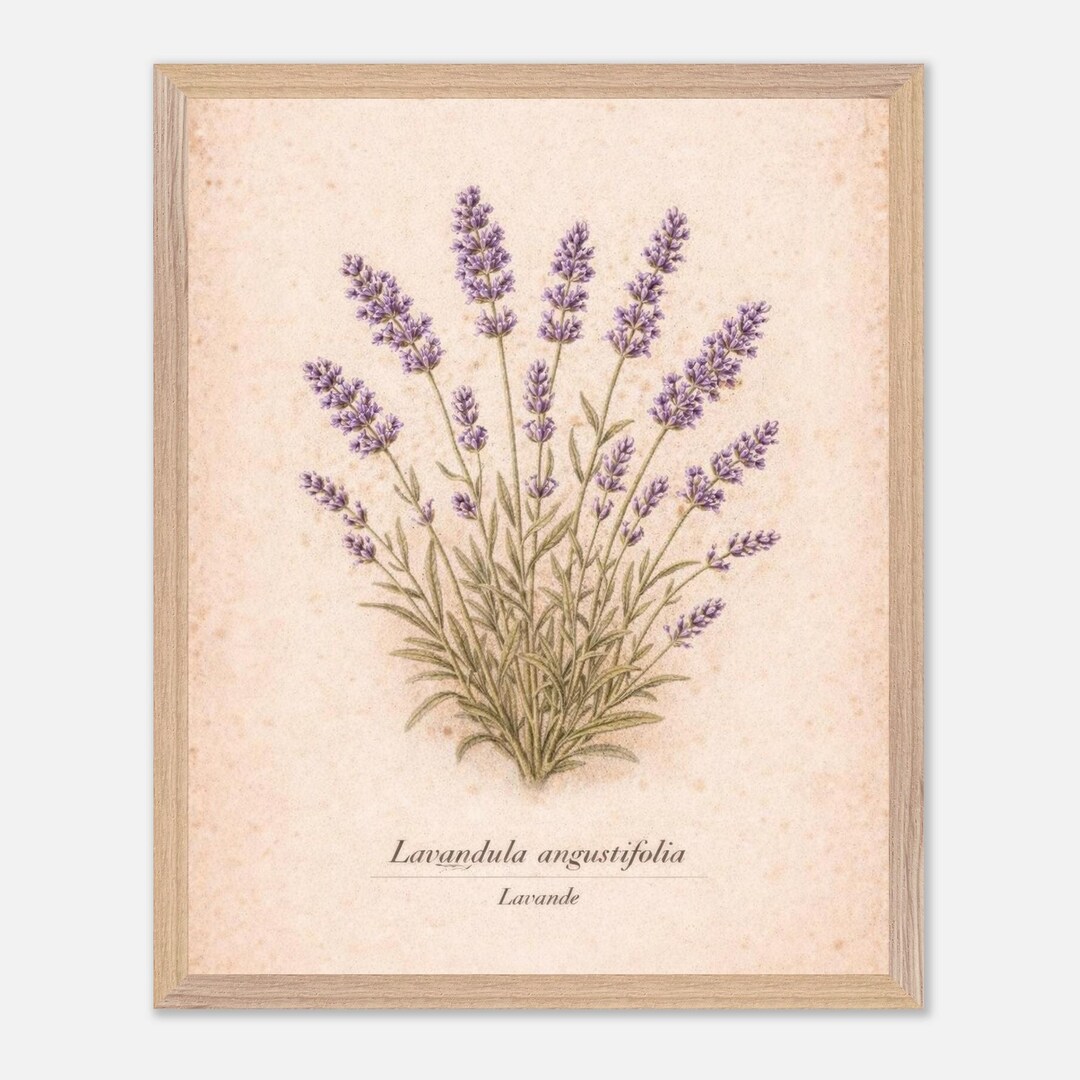 Lavender Botanical Print Framed – Lavandula Angustifolia Vintage Floral ...