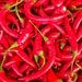 Red Hot Pepper Extra Virgin Olive Oil 8,5 Fl Oz- Spicy Olive Oil - Etsy