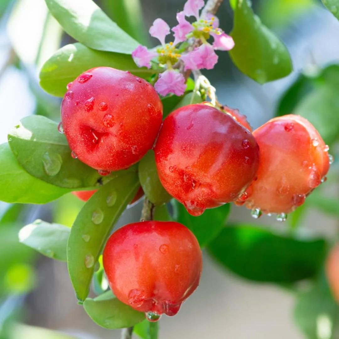 Barbados Cherry Tree Live Plant, Sweet Cherries, 4 to 6 Inc Tall ...