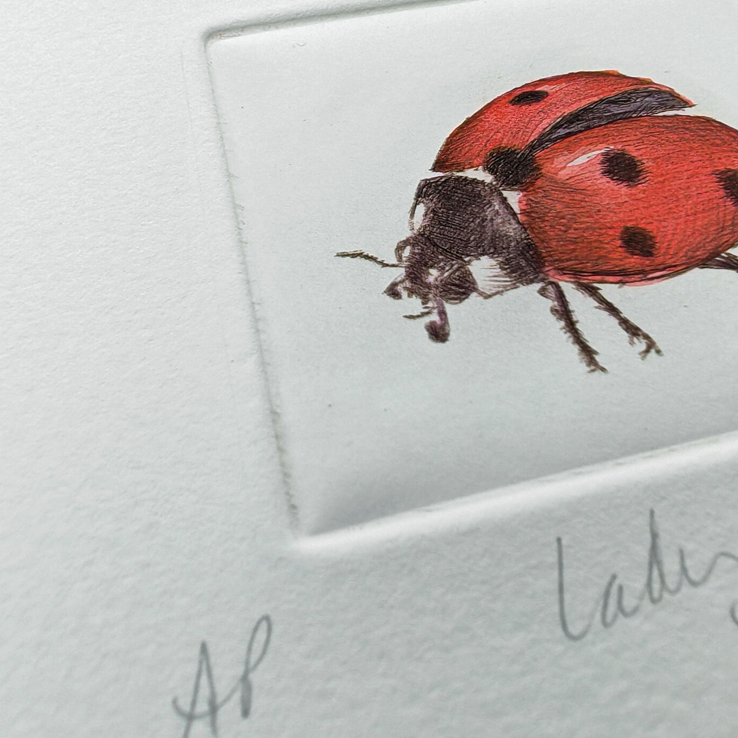 Ladybug Print. Seven Spot Ladybird Hand Tinted Drypoint Print. - Etsy
