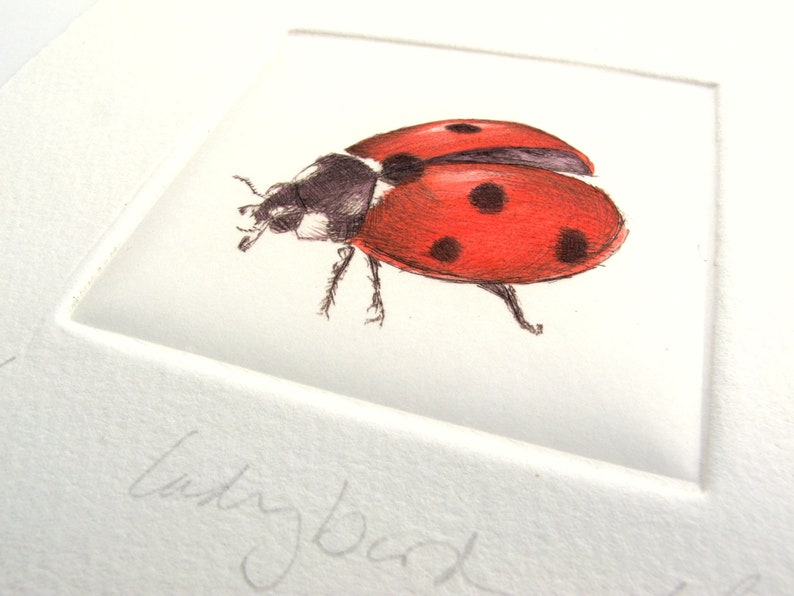 Ladybug print. Seven Spot Ladybird hand tinted drypoint print. | Etsy