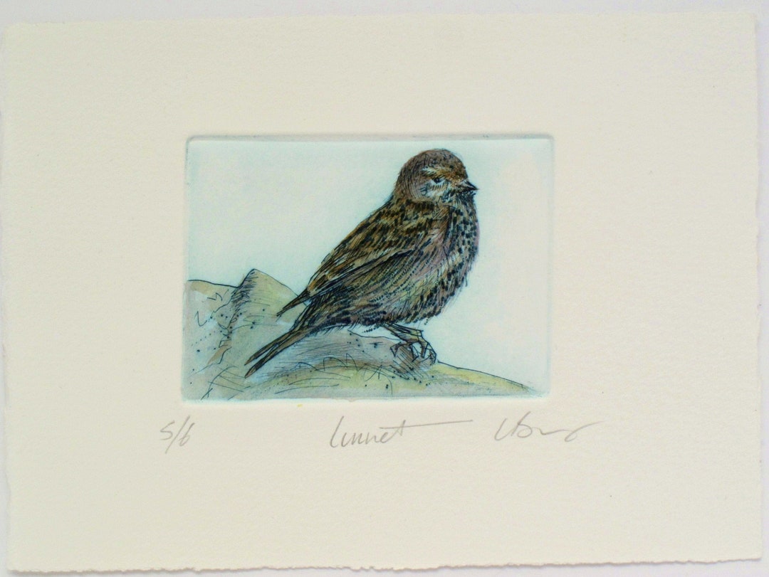Linnet Drypoint Print Hand Tinted With Watercolour - Etsy UK