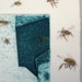 Limited Edition Fine Art Print. Urban Bees, Drypoint and Collagraph ...