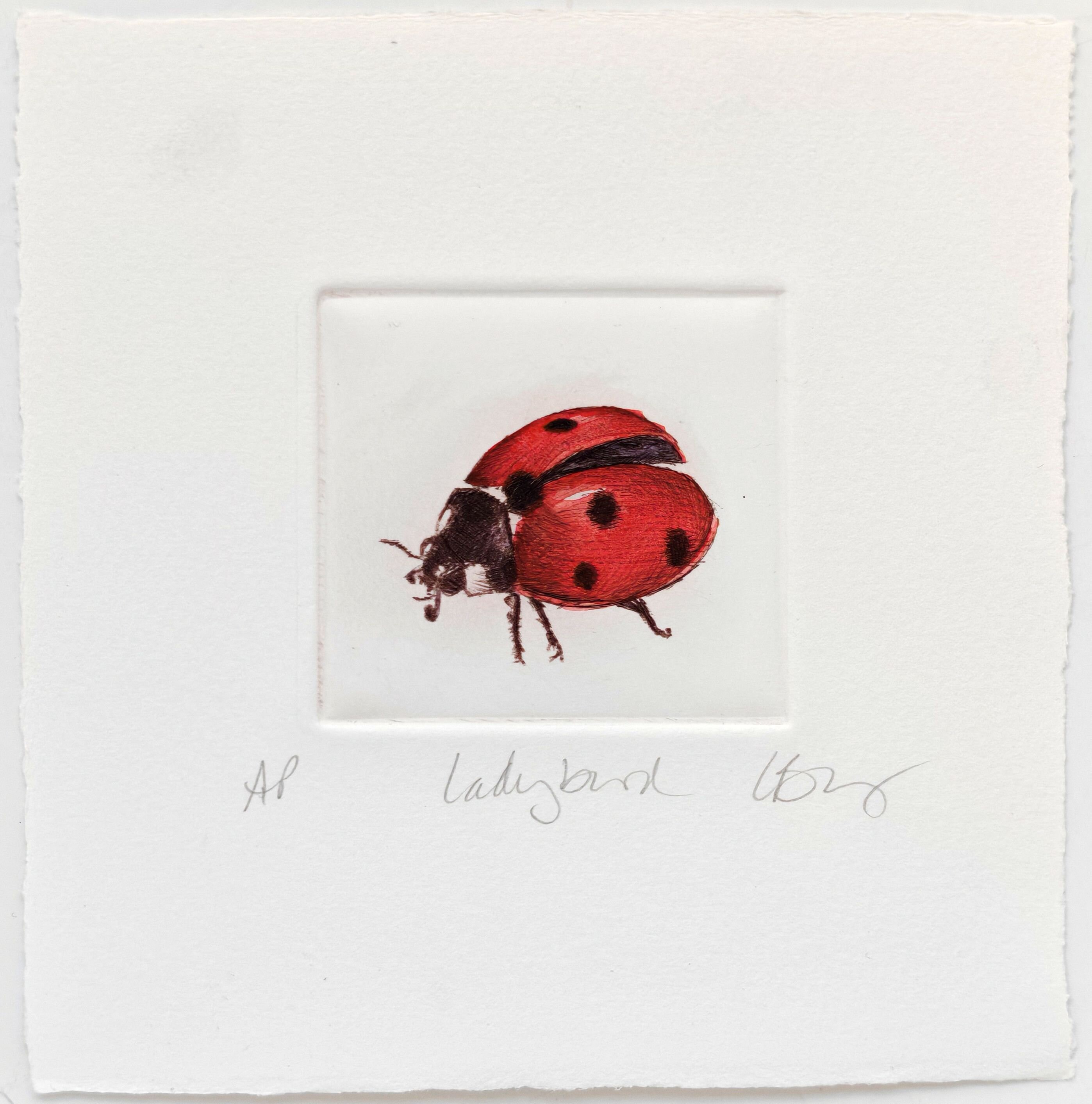 Ladybug Print. Seven Spot Ladybird Hand Tinted Drypoint Print. - Etsy