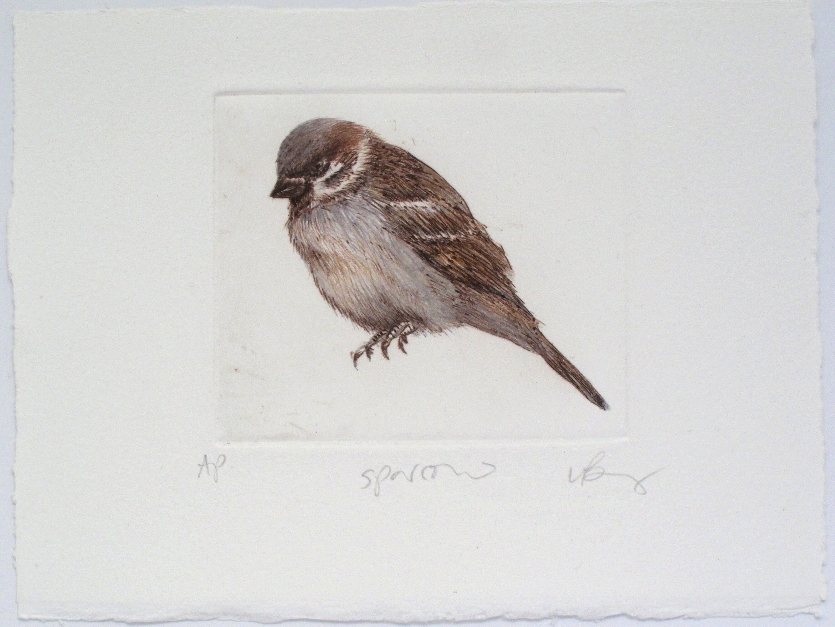 Bird Print Drypoint. Hedge Sparrow. Hand Printed and Hand Tinted. - Etsy