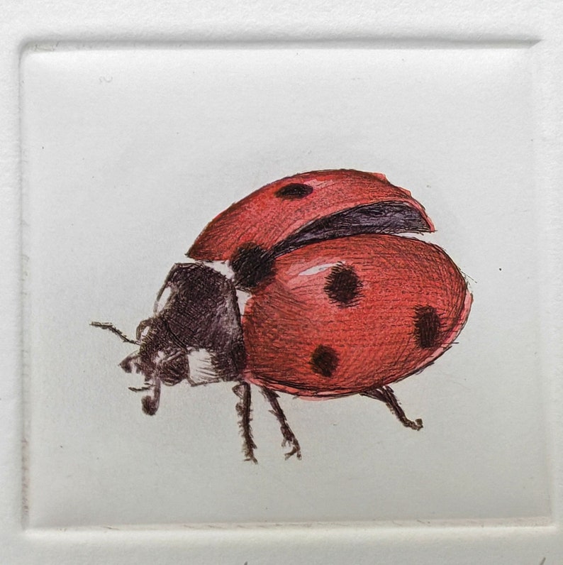 Ladybug Print. Seven Spot Ladybird Hand Tinted Drypoint Print. - Etsy