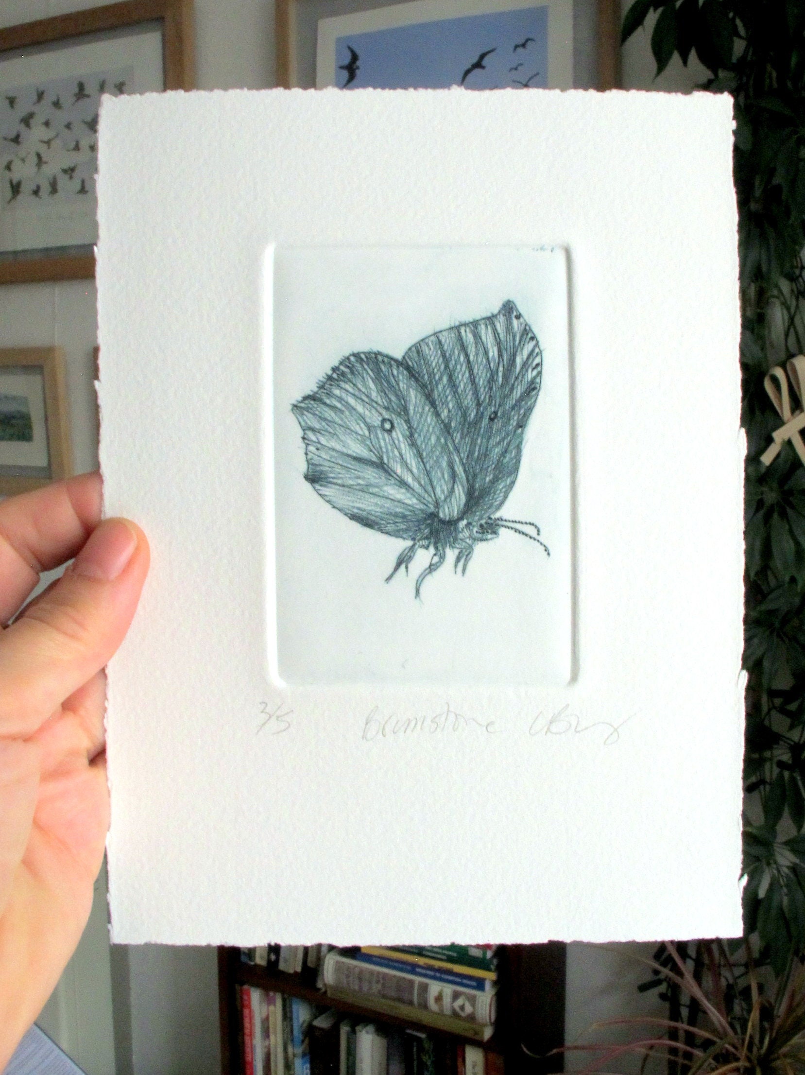 Drypoint Brimstone butterfly. Cute little bug. Hand printed on | Etsy
