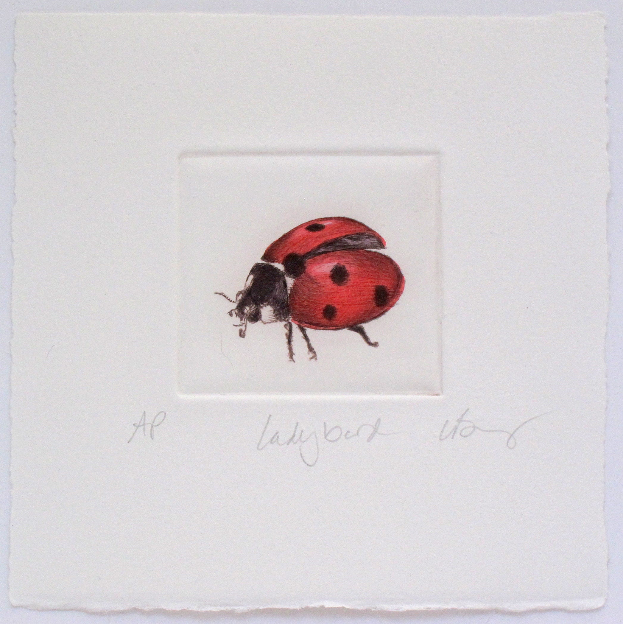 Ladybug Print. Seven Spot Ladybird Hand Tinted Drypoint Print. - Etsy