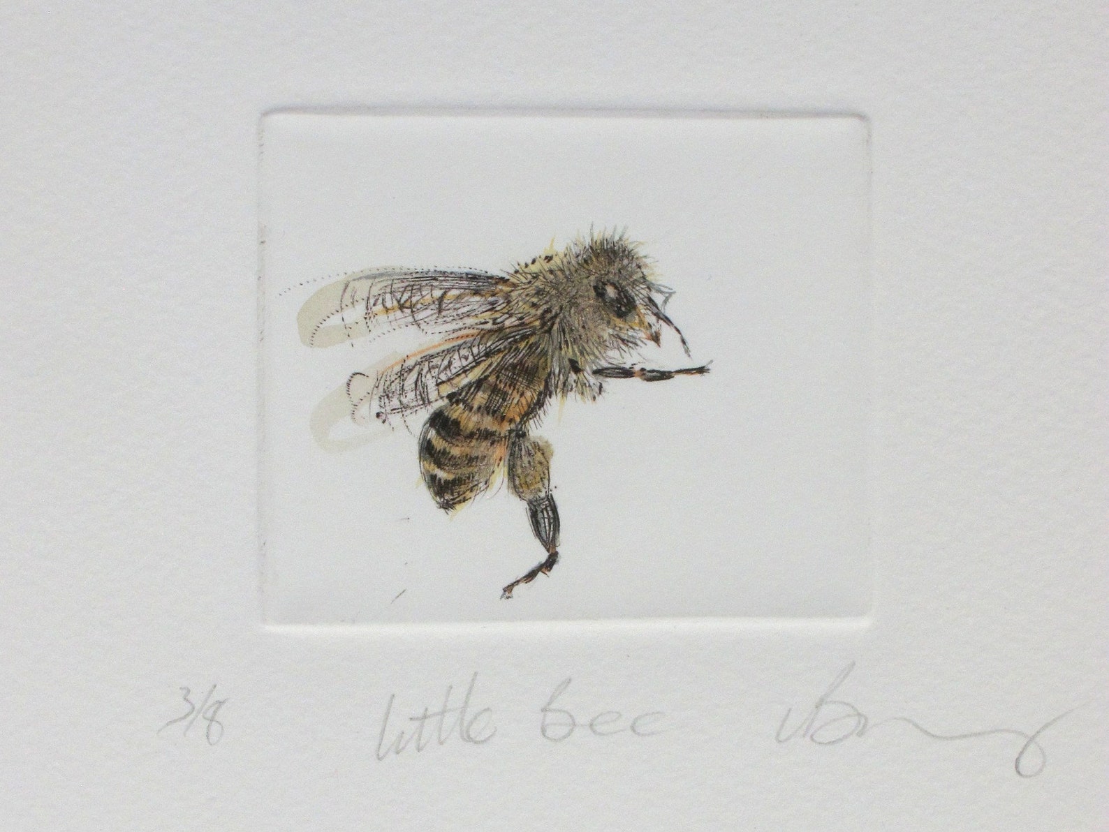 Little Bee. Drypoint Honey Bee Print - Etsy