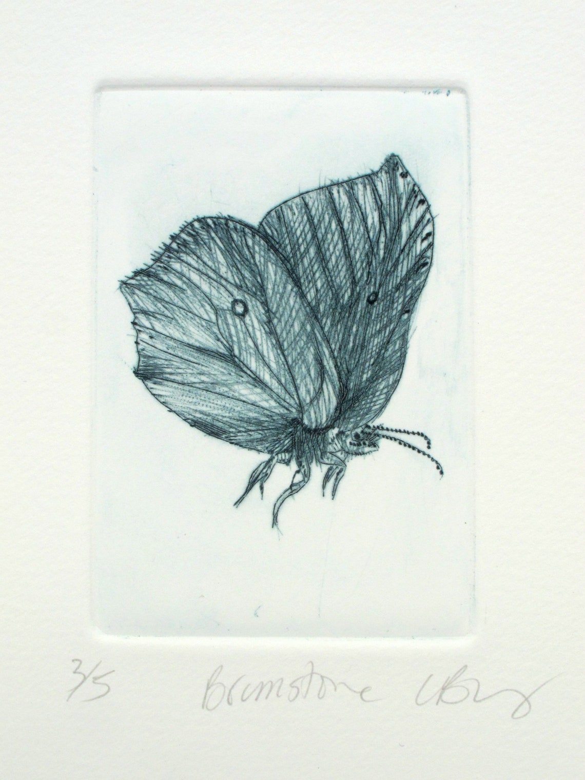 Drypoint Brimstone Butterfly. Cute Little Bug. Hand Printed on - Etsy