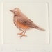 Drypoint Bird. Limited Edition Fine Art Print. Redwing. Winter Migrant ...