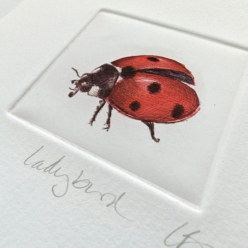 Ladybug Print. Seven Spot Ladybird Hand Tinted Drypoint Print. - Etsy