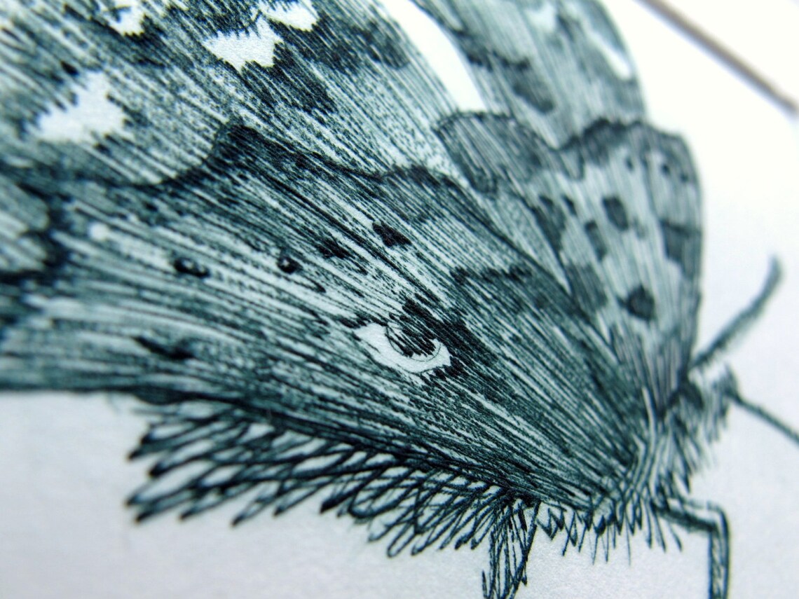 Comma Butterfly. Fine Art Print. Limited Edition - Etsy