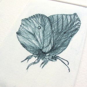 Drypoint Brimstone Butterfly. Cute Little Bug. Hand Printed on an ...