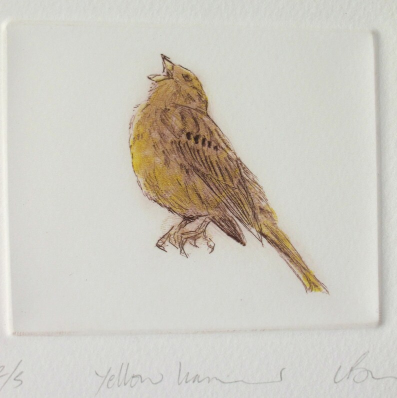 Limited edition Drypoint bird Yellowhammer. Fine art print. | Etsy