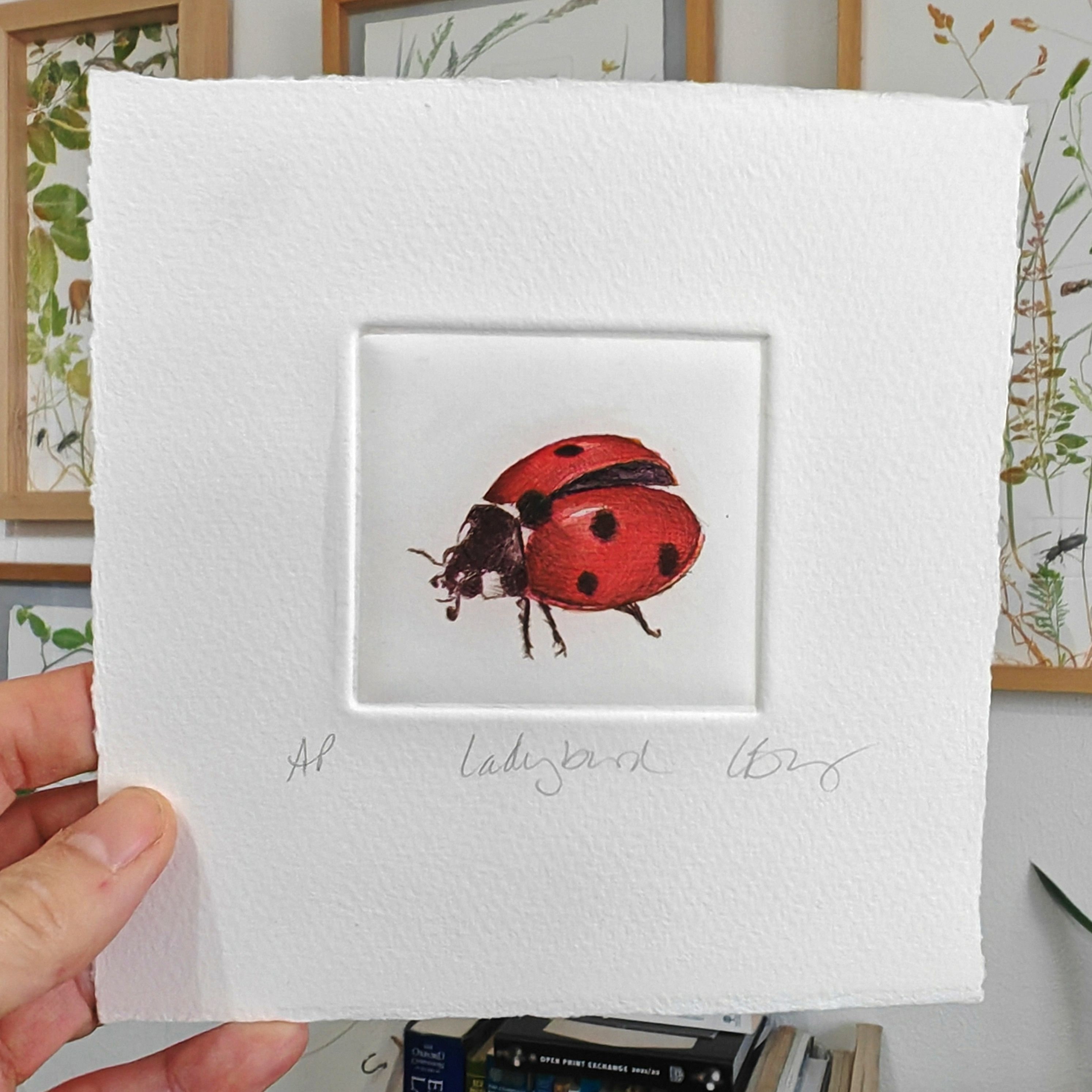 Ladybug Print. Seven Spot Ladybird Hand Tinted Drypoint Print. - Etsy