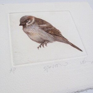 Bird Print Drypoint. Hedge Sparrow. Hand Printed and Hand Tinted. - Etsy