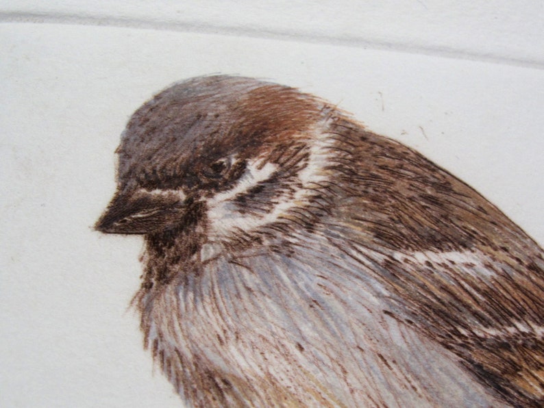 Bird Print Drypoint. Hedge Sparrow. Hand Printed and Hand - Etsy