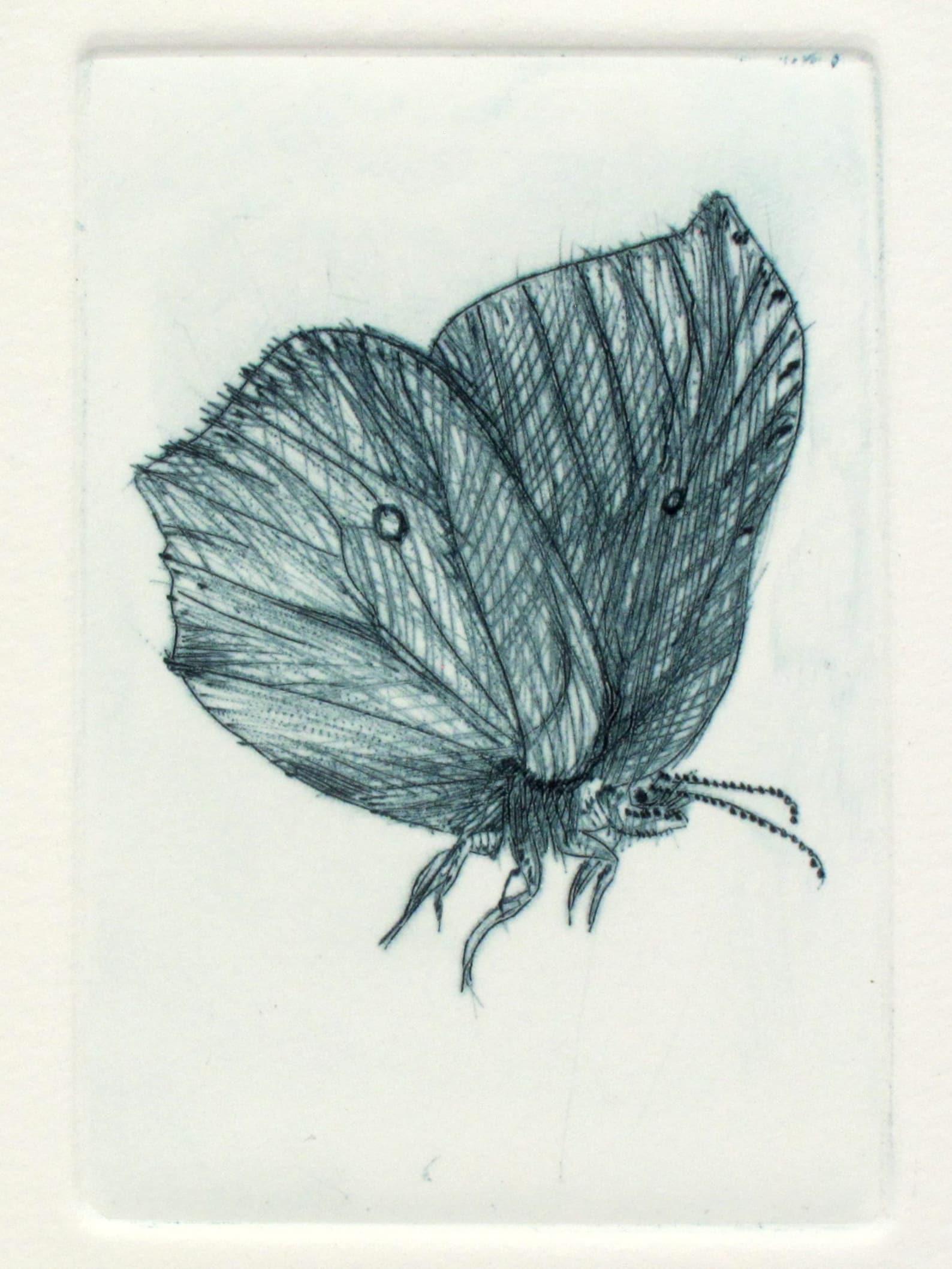 Drypoint Brimstone Butterfly. Cute Little Bug. Hand Printed on - Etsy