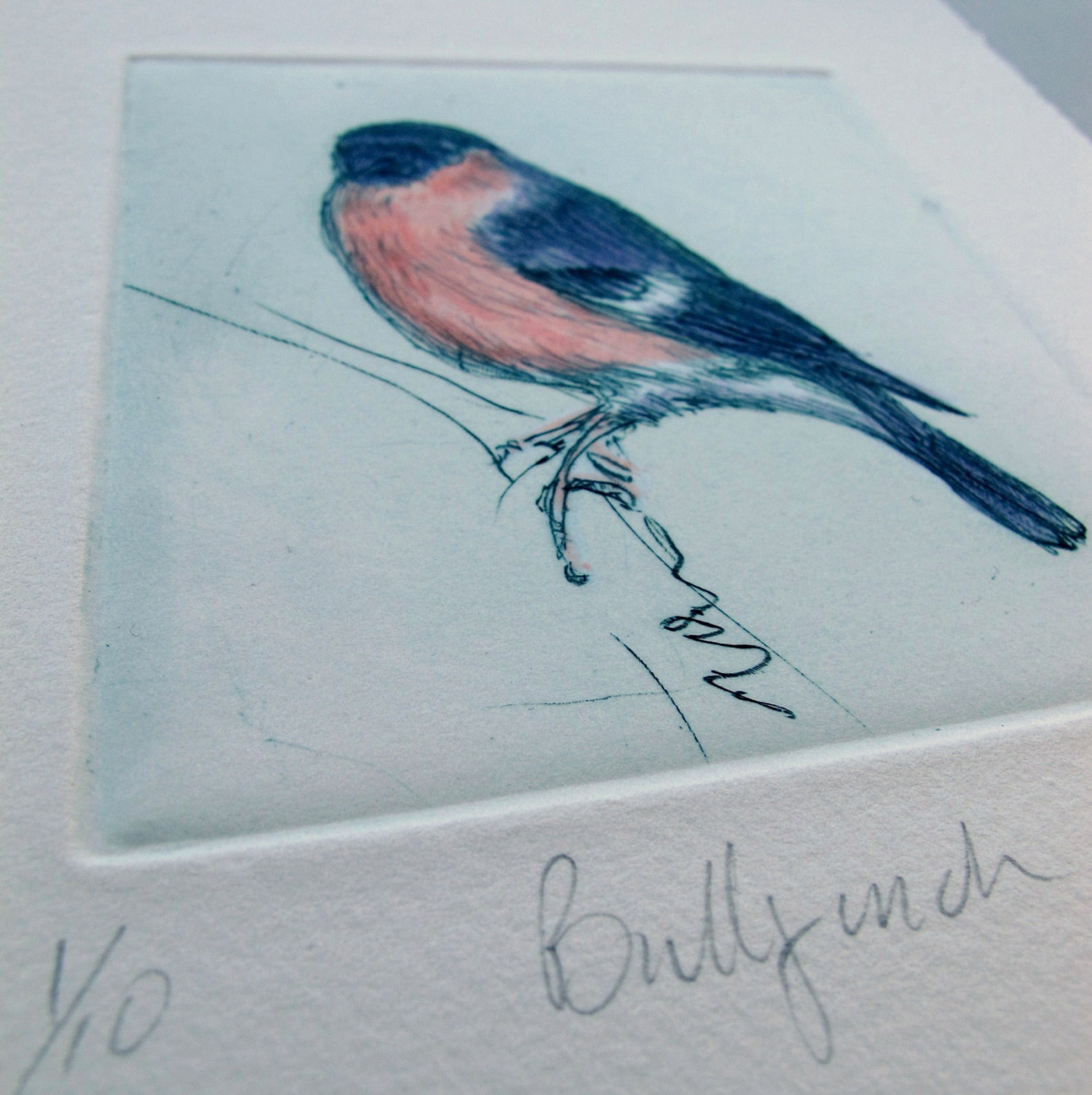 Bullfinch Bird Print. Limited Addition Hand Printed Drypoint. - Etsy