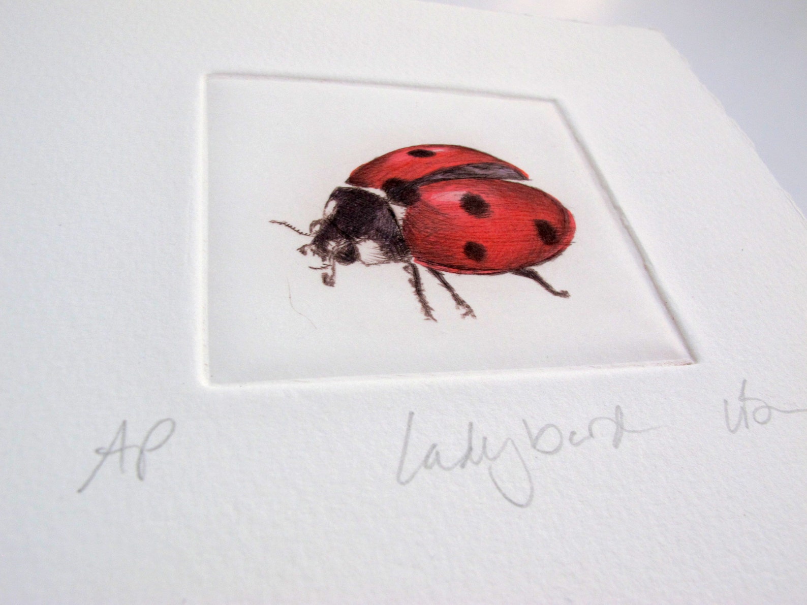 Ladybug Print. Seven Spot Ladybird Hand Tinted Drypoint Print. - Etsy