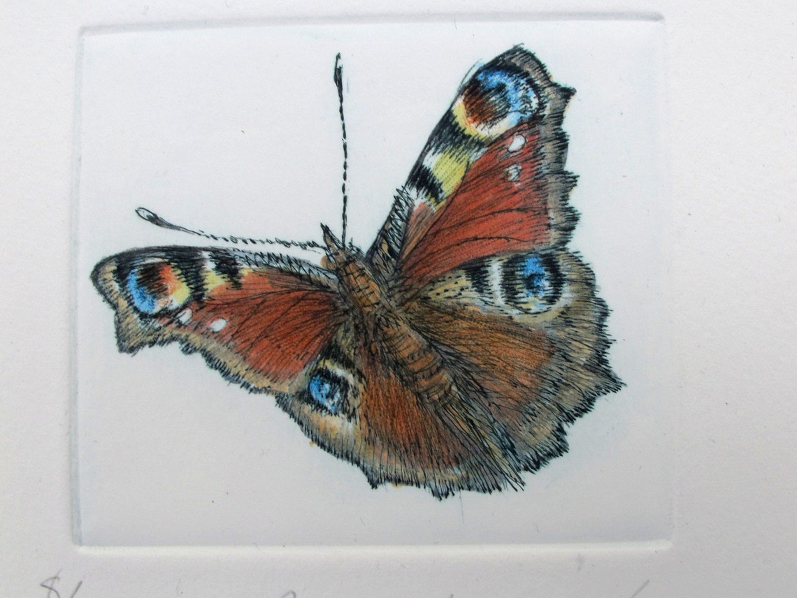 Peacock Butterfly Drypoint Print. Hand Coloured With - Etsy