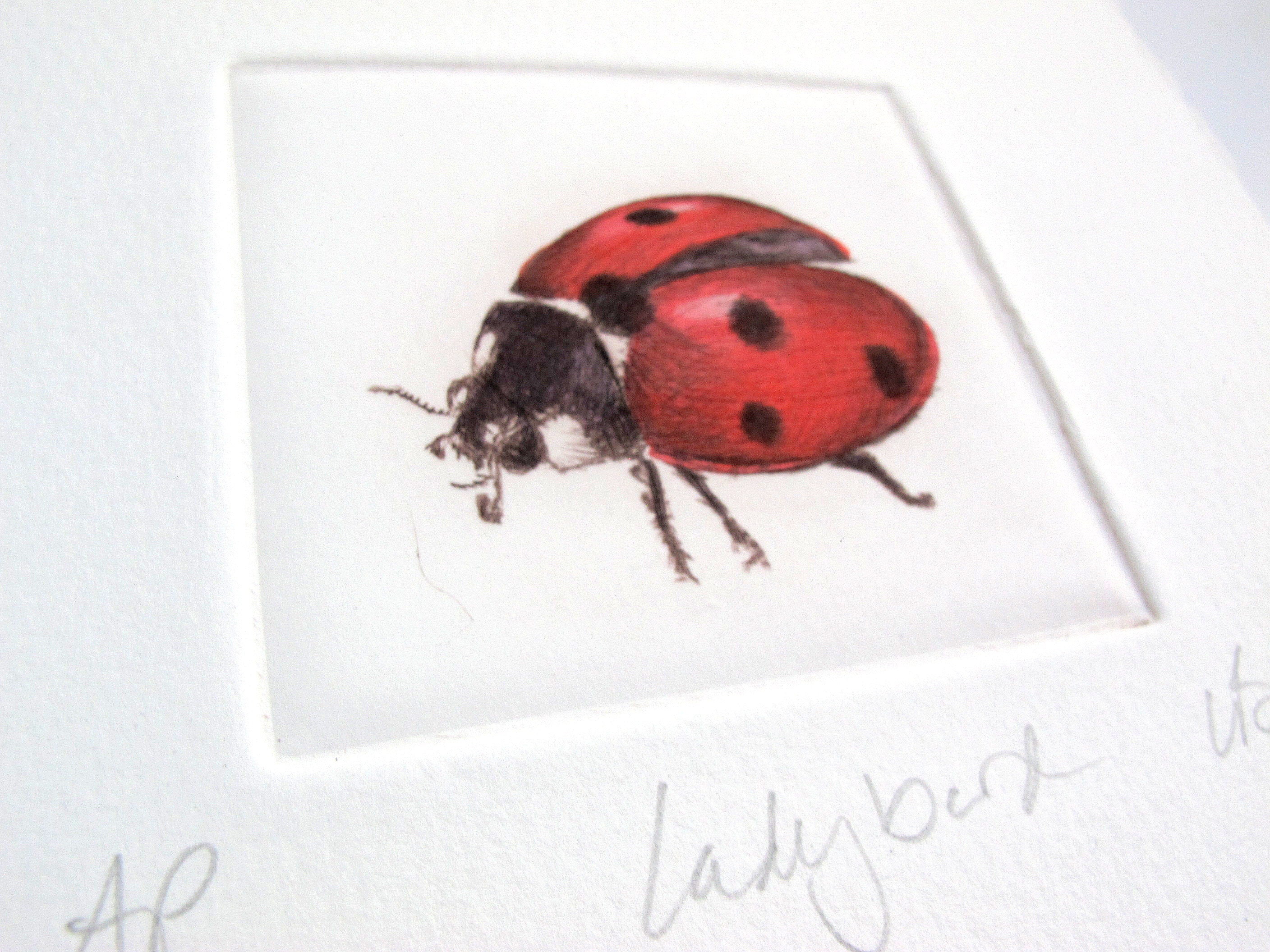 Ladybug Print. Seven Spot Ladybird Hand Tinted Drypoint Print. - Etsy