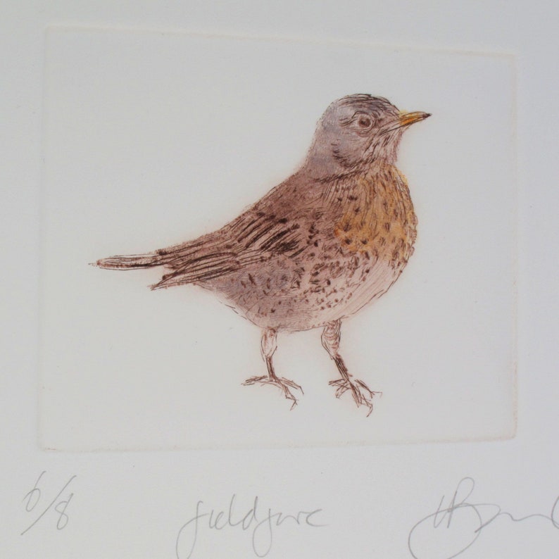 Fieldfare Drypoint Bird. Fine Art Thrush. Winter Migrant. - Etsy