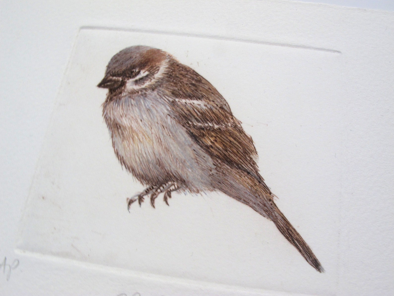 Bird Print Drypoint. Hedge Sparrow. Hand Printed and Hand - Etsy