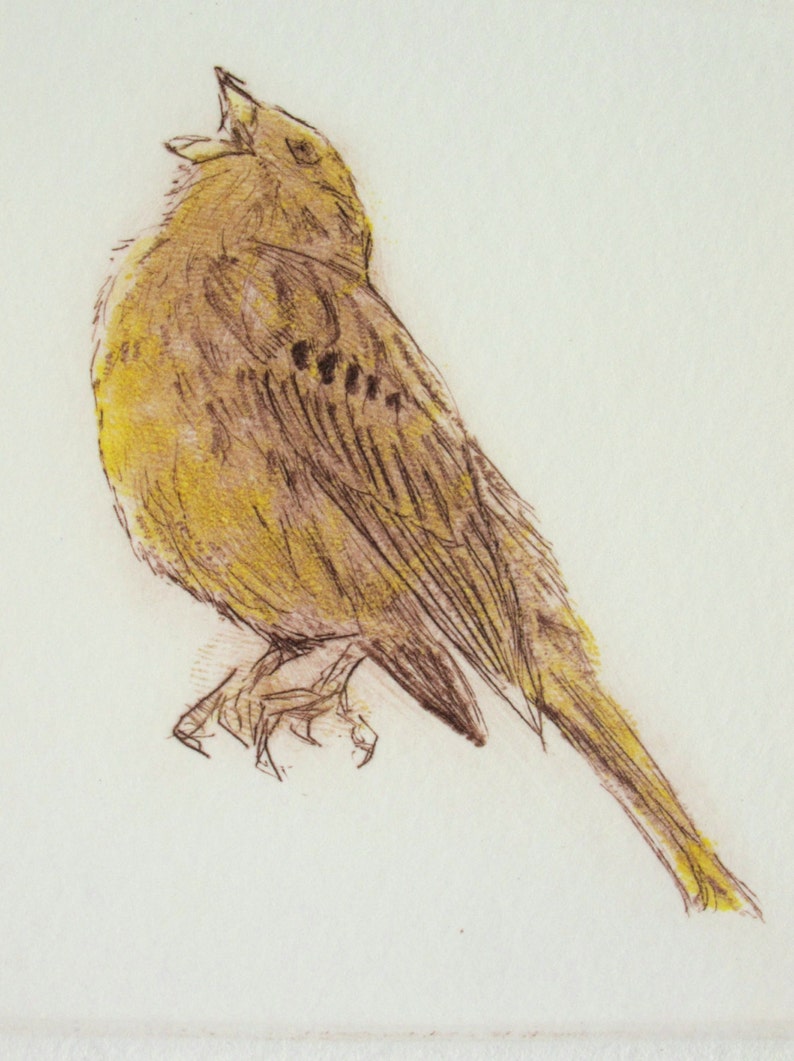 Limited edition Drypoint bird Yellowhammer. Fine art print. | Etsy