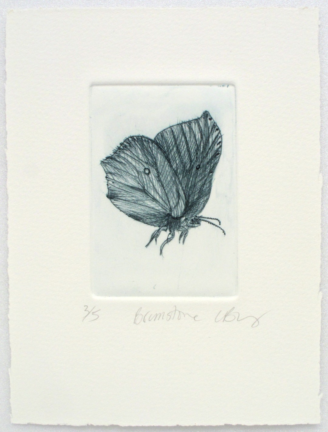 Drypoint Brimstone Butterfly. Cute Little Bug. Hand Printed on an ...